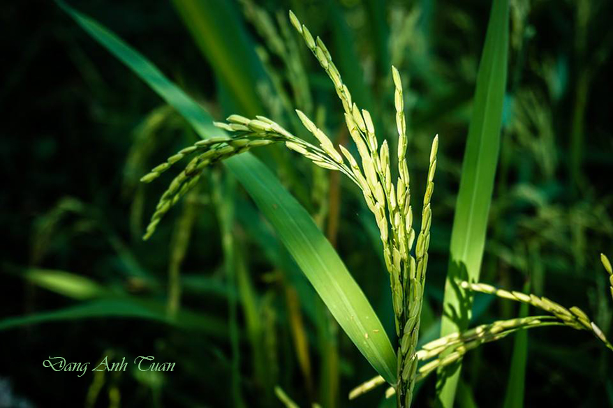 Culture du riz inondé (Canh tác trồng lúa nước)